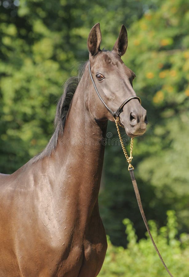 Golden Akhal Teke Horse Jumping Stock Photo - Image of golden, gold ...