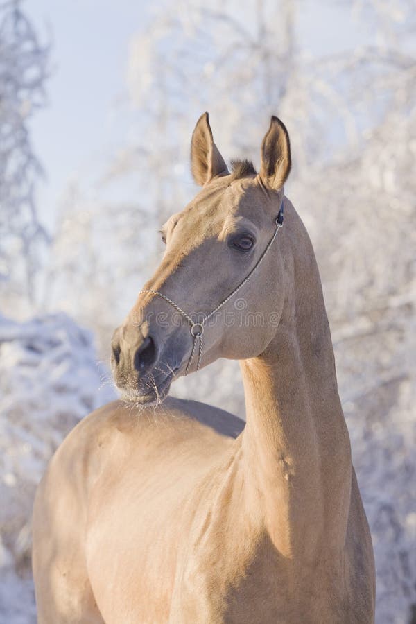 Golden akhal-teke stallion stock photo. Image of ranch - 15237622