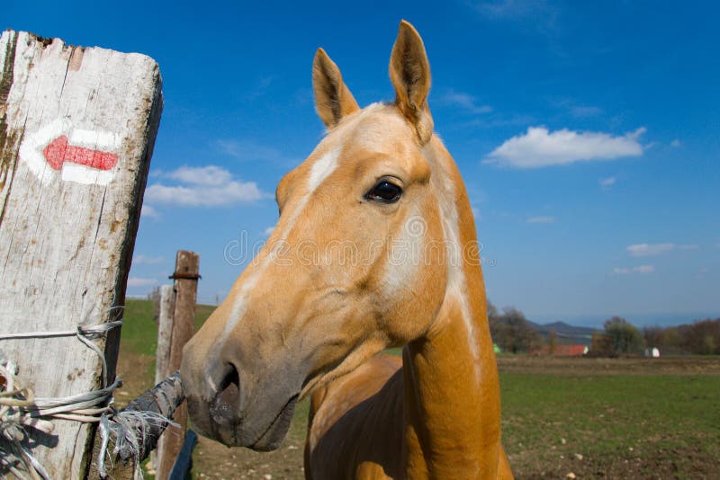 Golden Akhal Teke Horse Jumping Stock Photo - Image of golden, gold ...