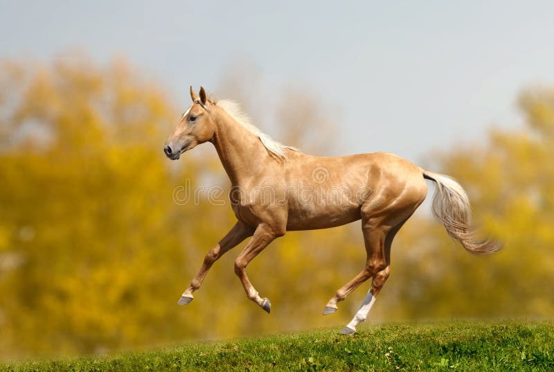 Golden akhal-teke stallion stock photo. Image of ranch - 15237622
