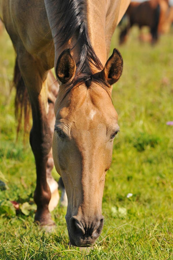 Grey akhal-teke horse stock image. Image of black, natural - 11574665