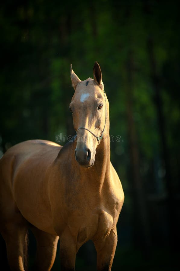 Golden Dun Akhal-teke Horse Stock Photo - Image of sand, season: 20524190