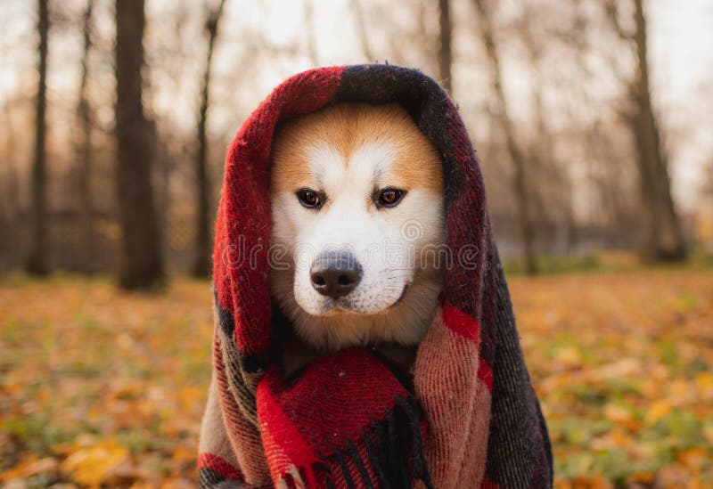 Akita in Autumn in a Blanket Stock Image - Image of chamomile ...