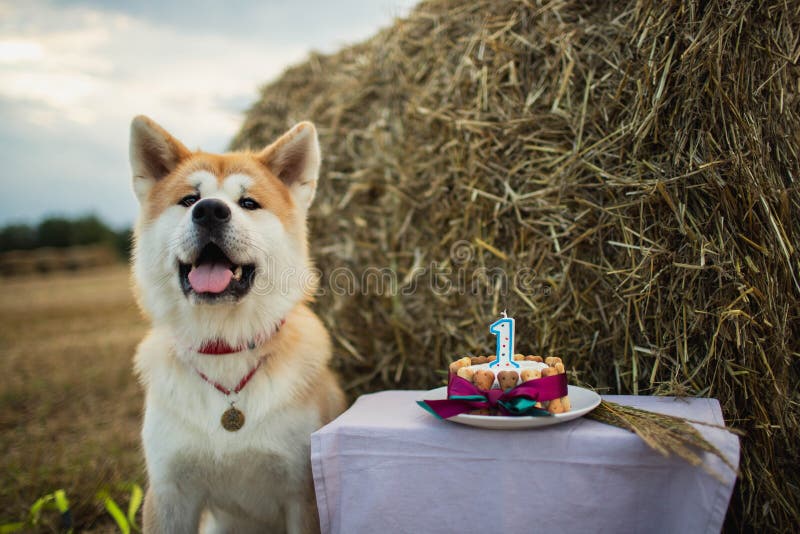 Akita eat cake. stock photo. Image of fashionable, chamomile - 198168906
