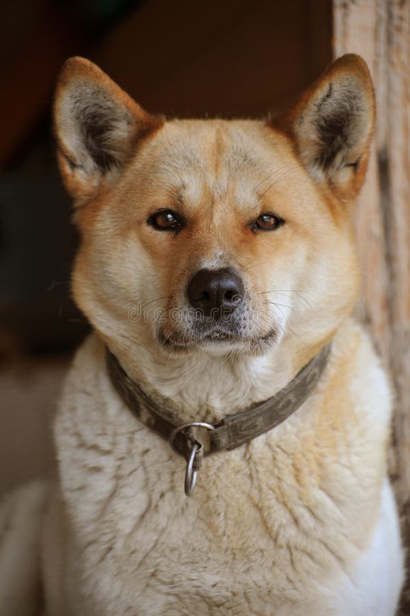 Akita Inu 4 stock photo. Image of animal, staring, utumn - 8100736