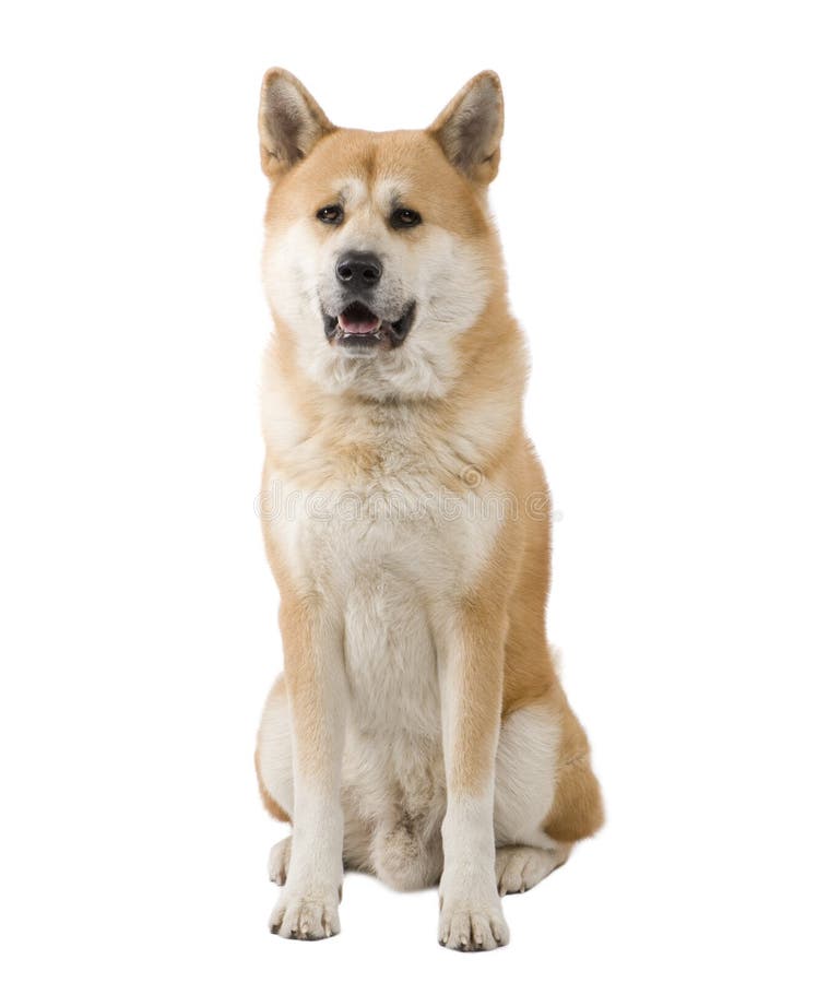 Akita Inu, 3 years old stock image. Image of profile - 13816291