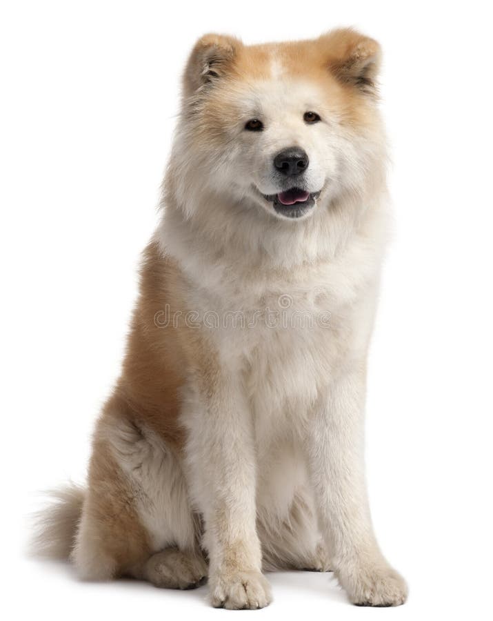 Akita Inu, 3 years old stock image. Image of profile - 13816291