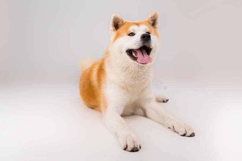 Akita Inu, 1 Year Old, Sitting and Panting Stock Image - Image of view ...