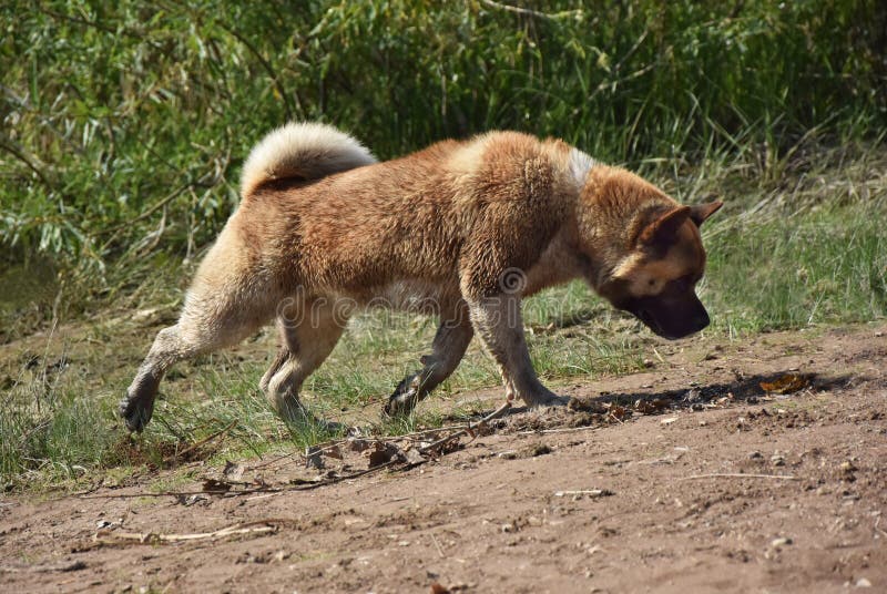 Akita Inu breed dog stock image. Image of greens, powerful - 98926457