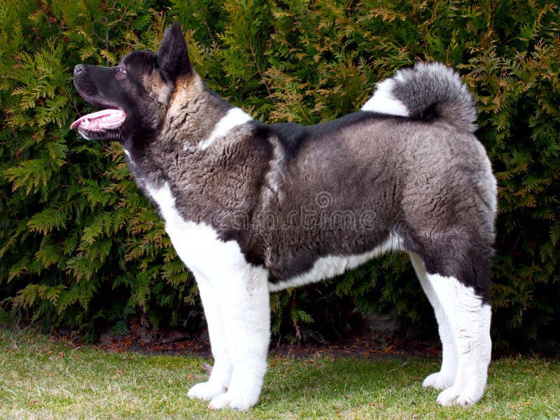 American Akita stock photo. Image of portrait, japanese - 12289990