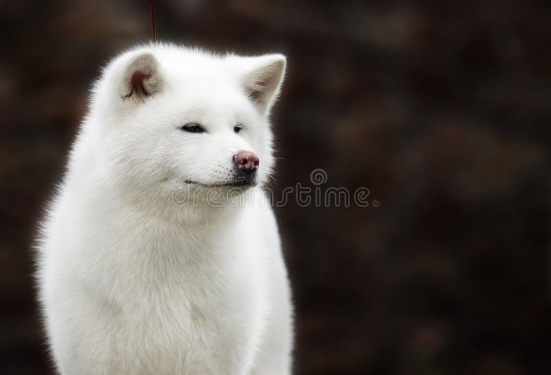 Akita inu dog portrait stock image. Image of shiba, pedigree - 143276209