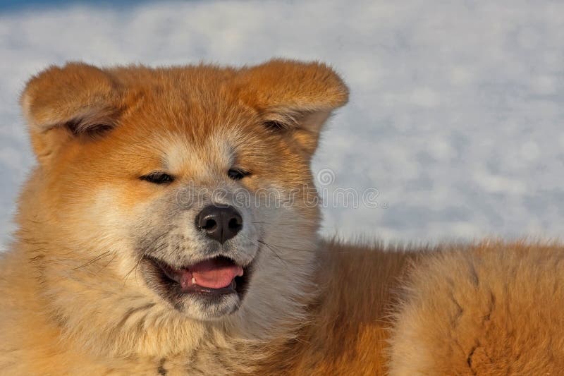 Portrait of a Akita Inu Dog Stock Image - Image of smart, intelligent ...