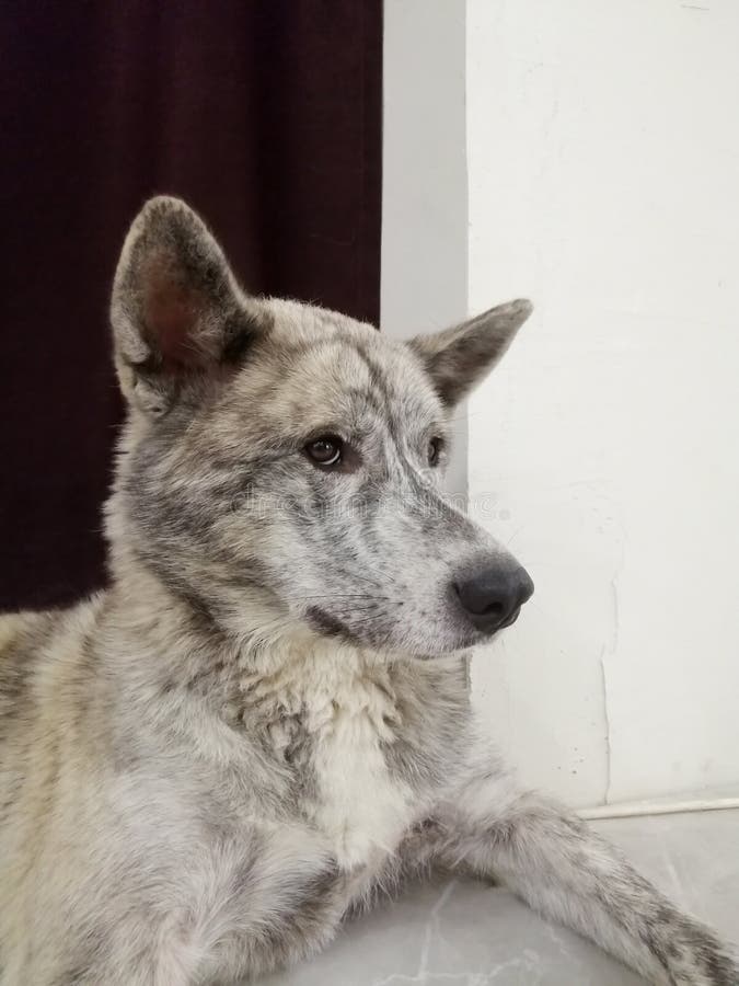 Akita Inu. Mixed Breed Dog Akita Inu and Malamute. Stock Photo - Image ...