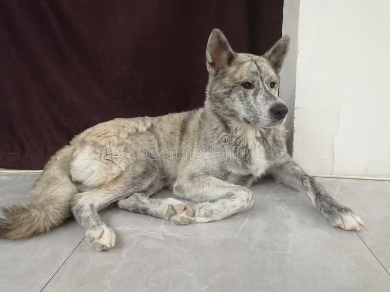 Akita Inu. Mixed Breed Dog Akita Inu and Malamute. Stock Photo - Image ...