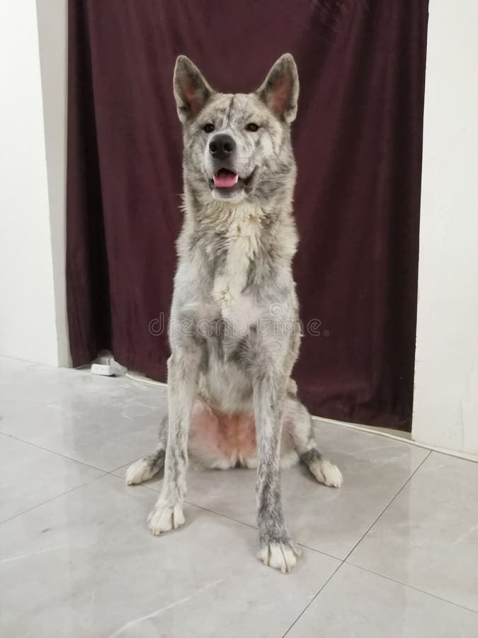 Akita Inu. Mixed Breed Dog Akita Inu and Malamute. Stock Photo - Image ...