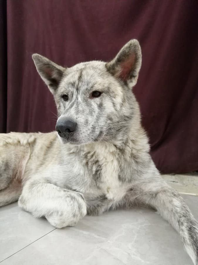 Akita Inu. Mixed Breed Dog Akita Inu and Malamute. Stock Image - Image ...