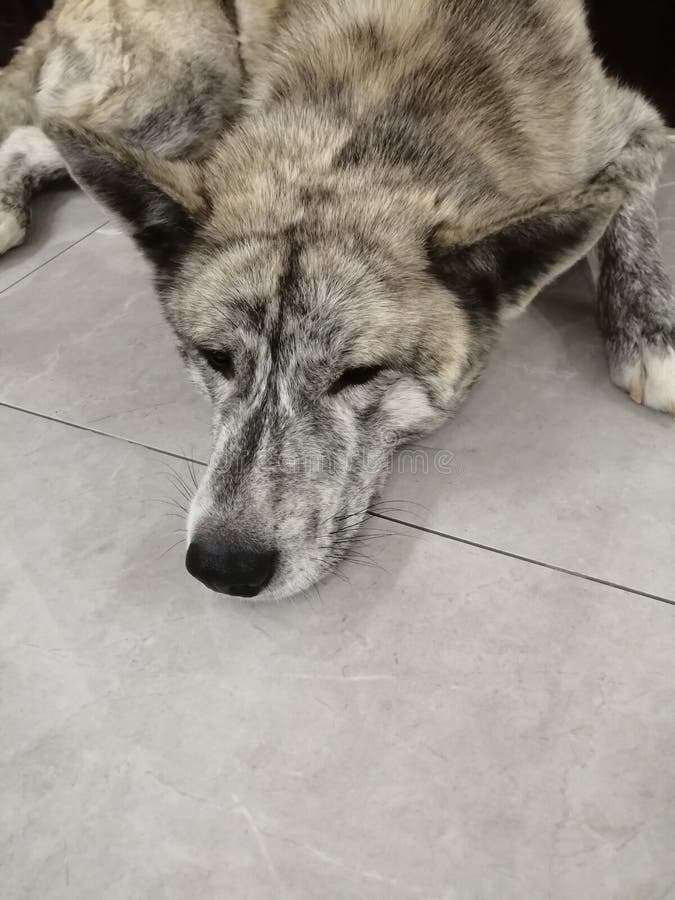 Akita Inu. Mixed Breed Dog Akita Inu and Malamute. Stock Image - Image ...