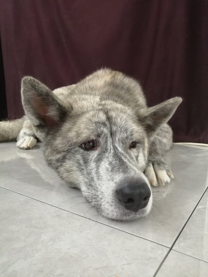 Akita Inu. Mixed Breed Dog Akita Inu and Malamute. Stock Photo - Image ...