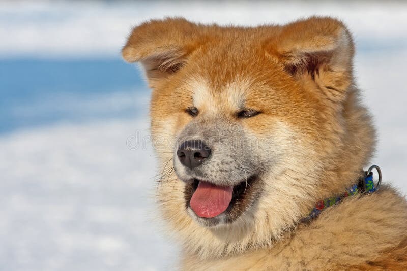 Akita Inu-portret stock foto. Image of brutaal, gehoorzaam - 34381088