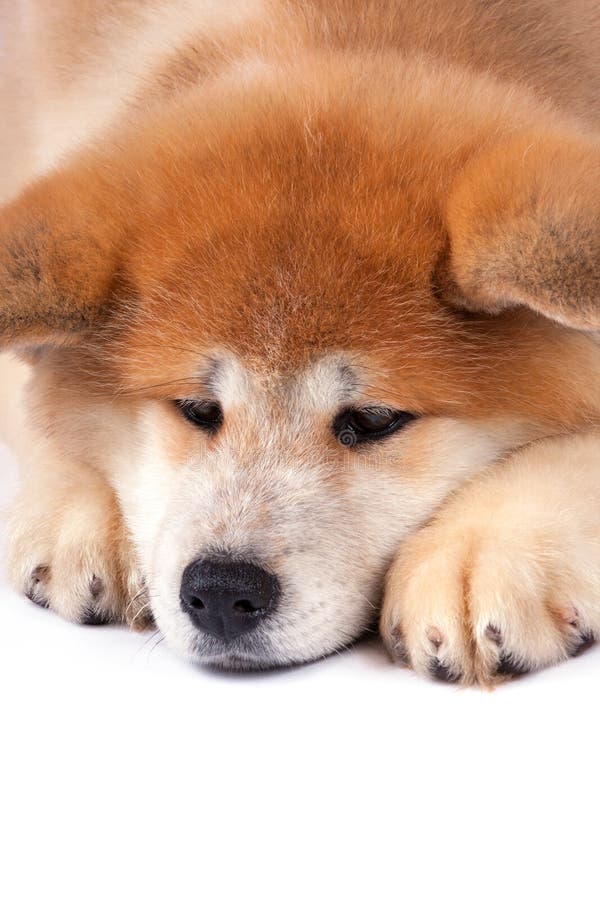 Akita-inu puppy stock image. Image of akitainu, domestic - 28534833