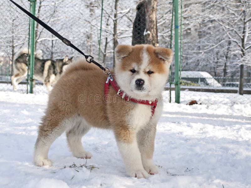Portrait of a Akita Inu Puppy Stock Photo - Image of small, japanese ...