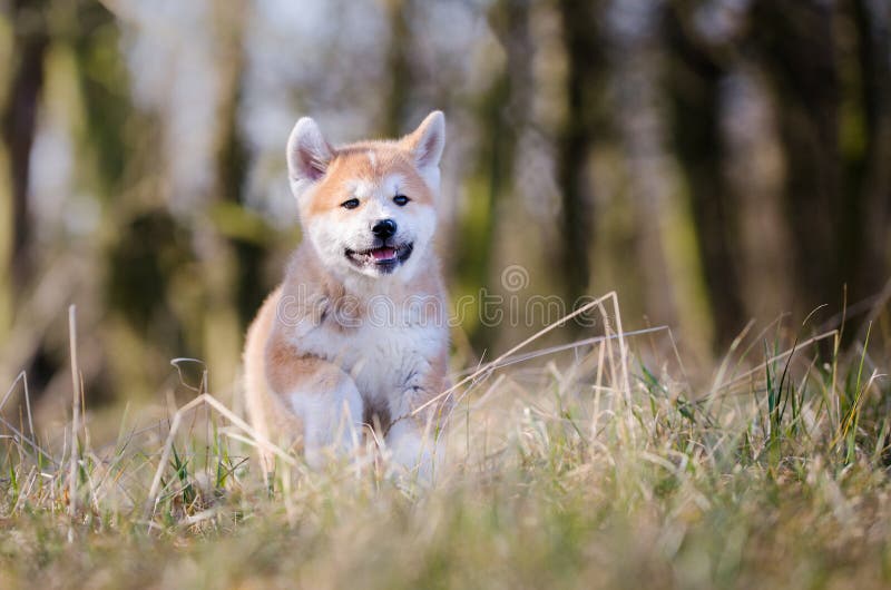 Akita puppy stock photo. Image of puppie, outside, playful - 88060904