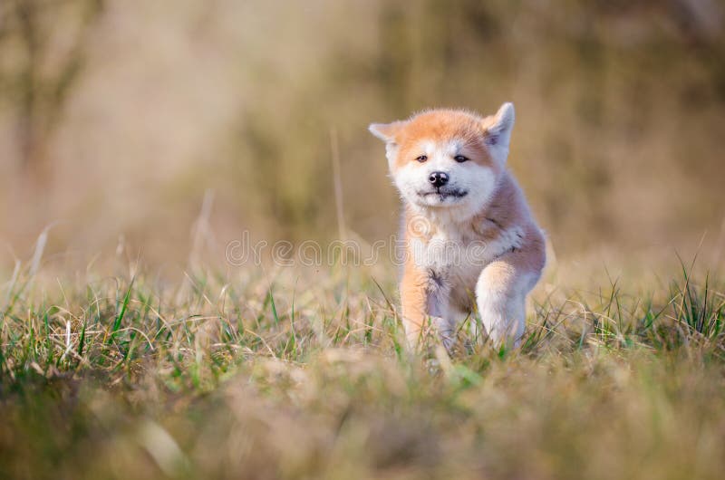 Akita puppy stock photo. Image of spring, natural, breed - 88060912