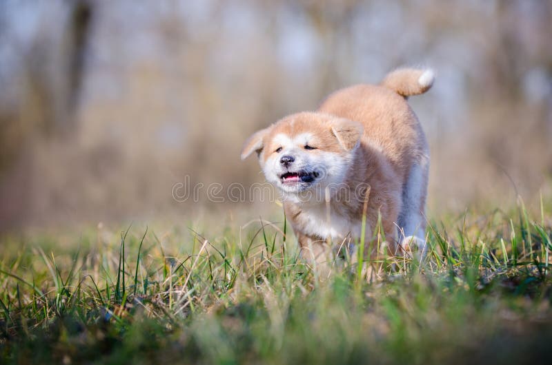 Akita puppy stock image. Image of pedigree, natural, pretty - 88060973