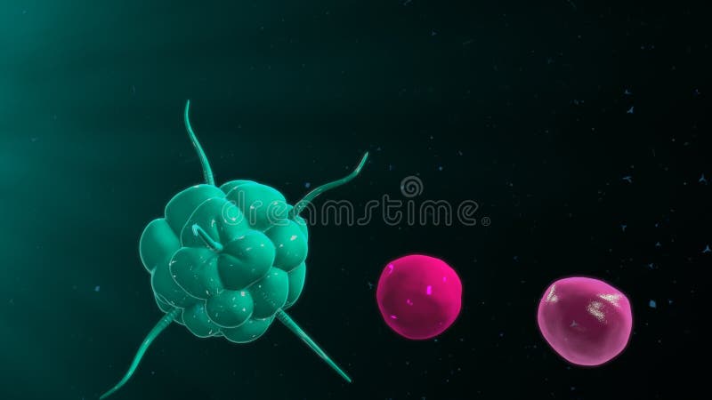 Aktivera T-celler Och B-celler I Immunförsvar Stock Illustrationer ...