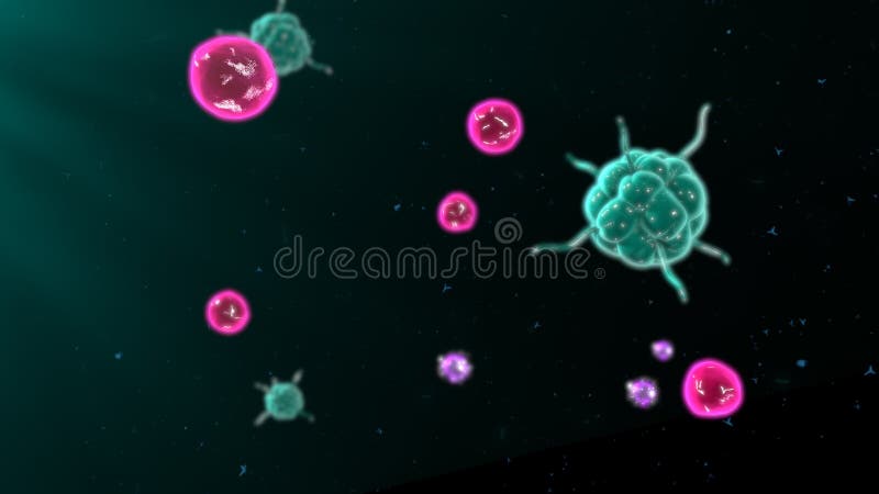 Aktivera T-celler Och B-celler I Immunförsvar Stock Illustrationer ...