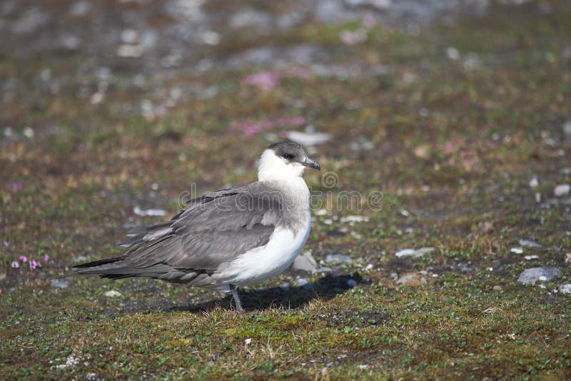 Skua on iceberg stock photo. Image of svalbard, polar - 1131490