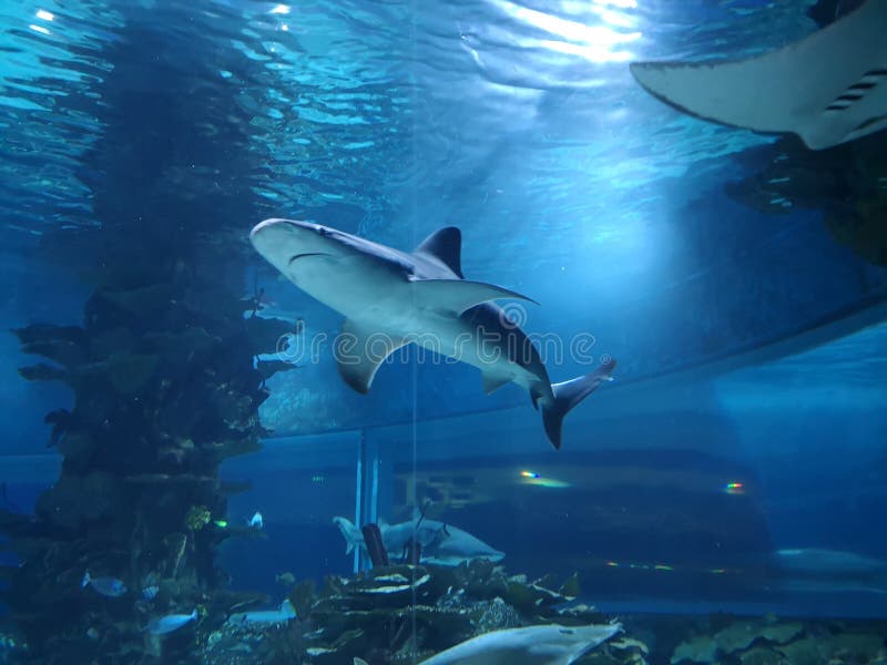 Akula stock image. Image of aguarium, ocean, afraid - 139701661