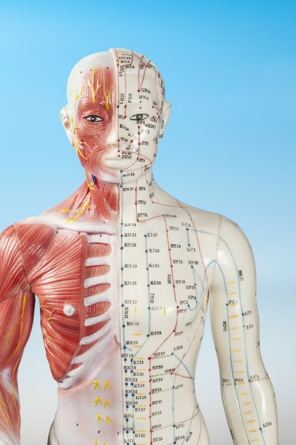 Akupunktur-Attrappe stockfoto. Bild von traditionell - 37761280