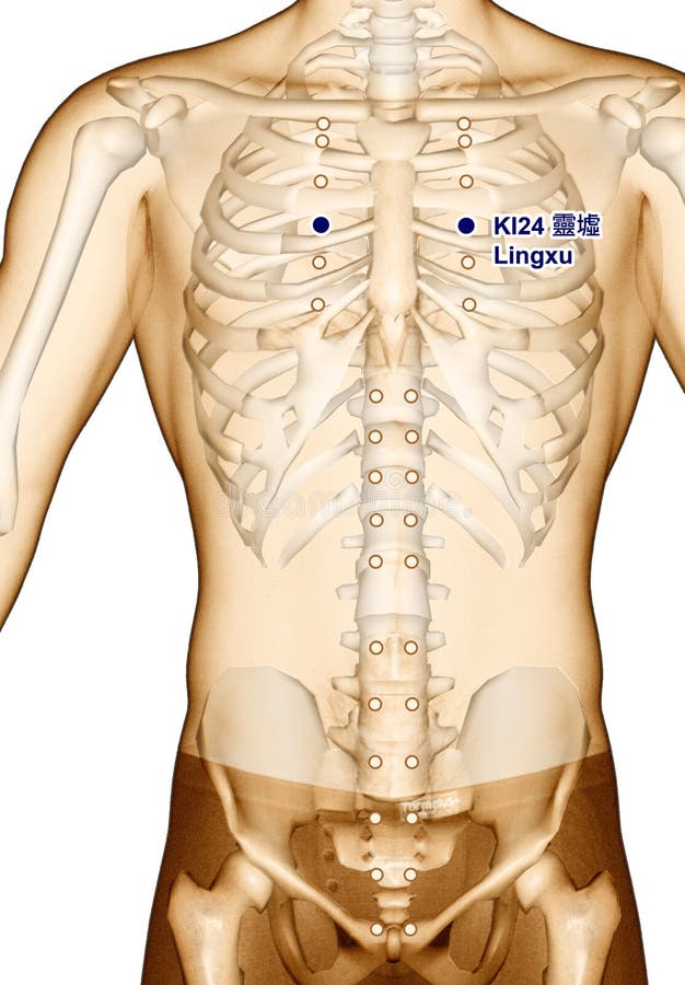 Akupunkturpunkt, Der KI24 Lingxu, Illustration 3D Zeichnet Stock ...