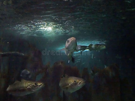 Akvarium arkivfoto. Bild av fenor, simning, akvarium - 43758310