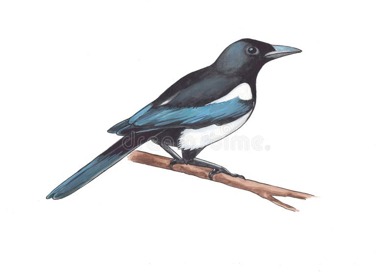 Sroka Stockowych Ilustracji, Wektorów & Klipartów – (5,019 Stock ...