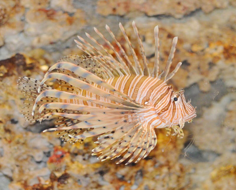 Akwarium Czarny Rysunku Ryba Linia Biel Zdjęcie Stock - Obraz złożonej ...