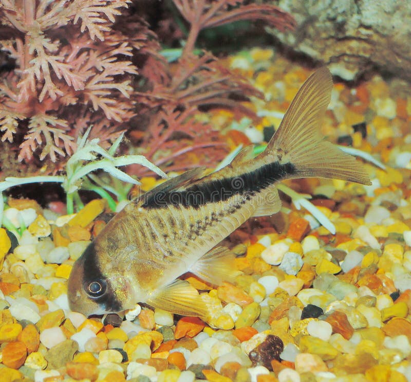 Akwarium Czarny Rysunku Ryba Linia Biel Zdjęcie Stock - Obraz złożonej ...