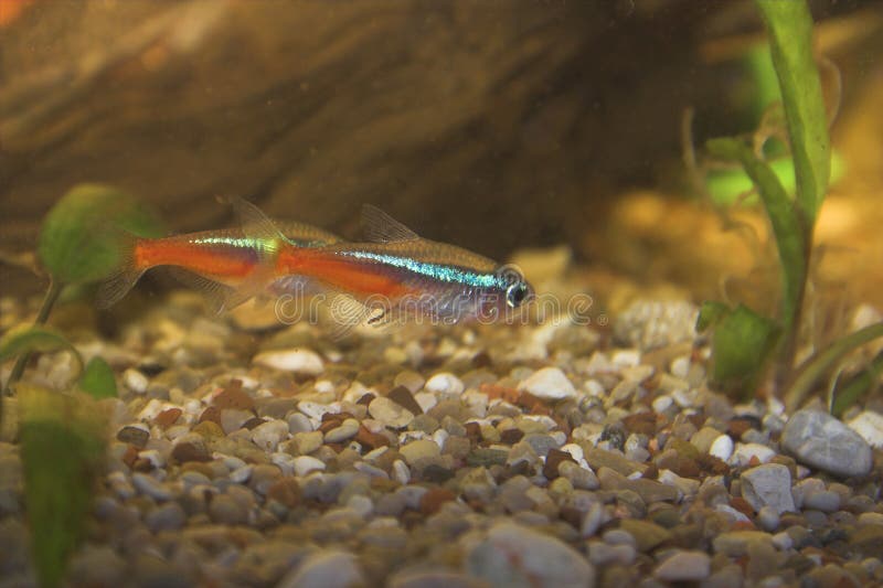 Neonowego Tetra Paracheirodon Innesi Słodkowodna Ryba Odizolowywająca ...