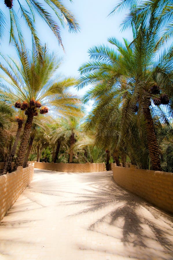 Oasis of Al Ain, Abu Dhabi stock photo. Image of nature - 20793706