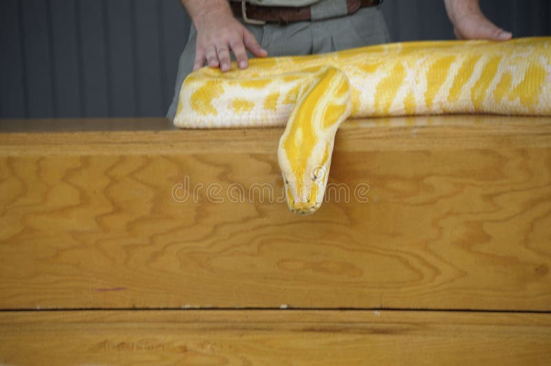 An Al Albino 20 Foot Long Python Snake Stock Photo - Image of pound ...
