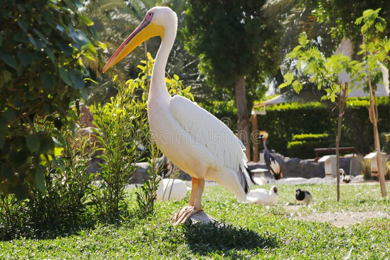 Al areen wild park stock image. Image of 750d, park - 134085877