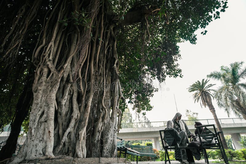 Al Horreya Garden in the Cairo, Egypt Editorial Stock Photo - Image of ...