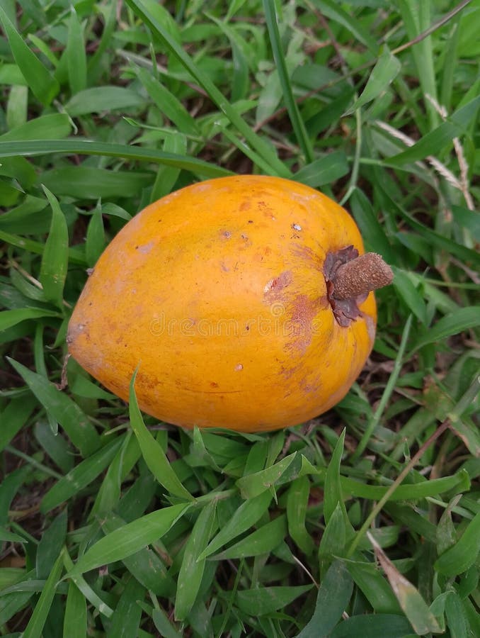 Al Kaisa Fruit that is Already Ripe on the Tree Stock Image - Image of ...