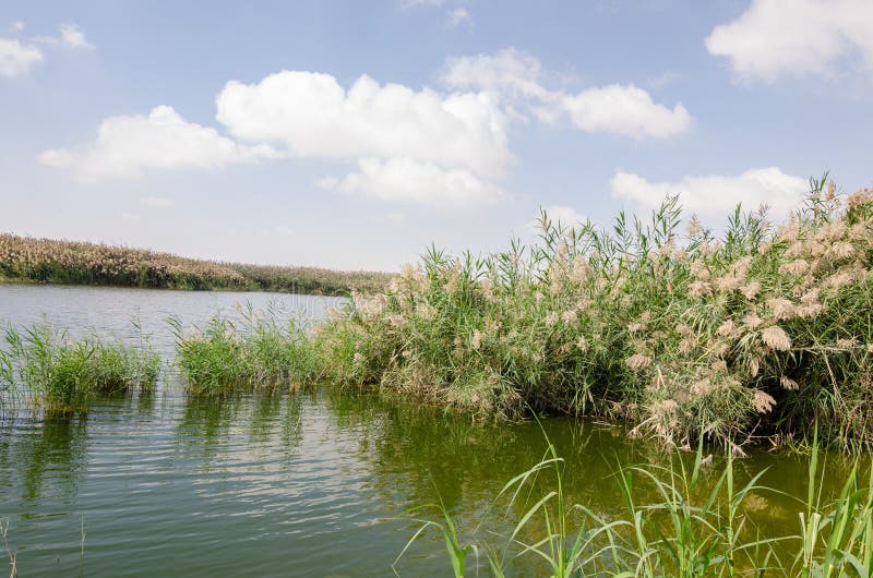 Al Karaana Lagoon for Watching Migratory Birds in Qatar Stock Image ...