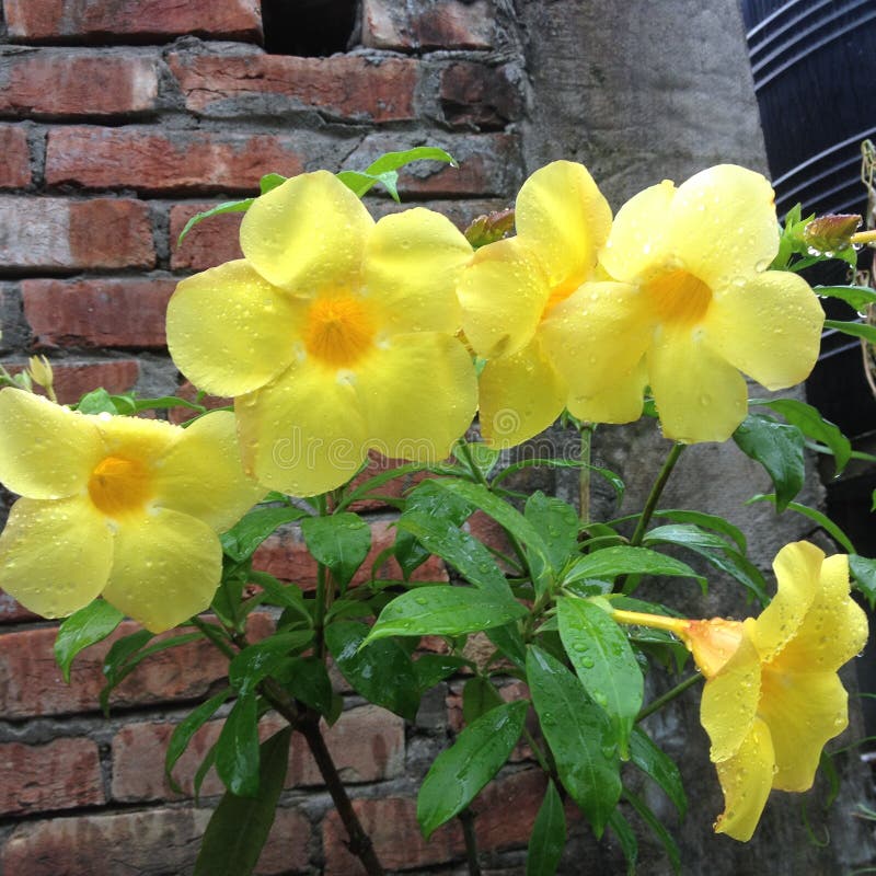 Almonda stock photo. Image of flower, almonda, cute - 119541544