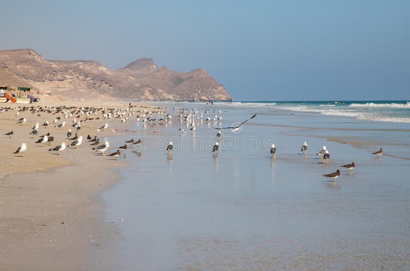 Al Mughsail Beach, Salalah, Oman Stock Image - Image of salalah, oman ...