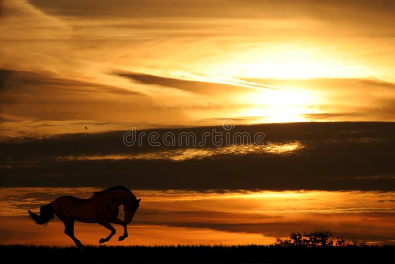Al ocaso foto de archivo. Imagen de oscuro, tarde, animales - 2542932