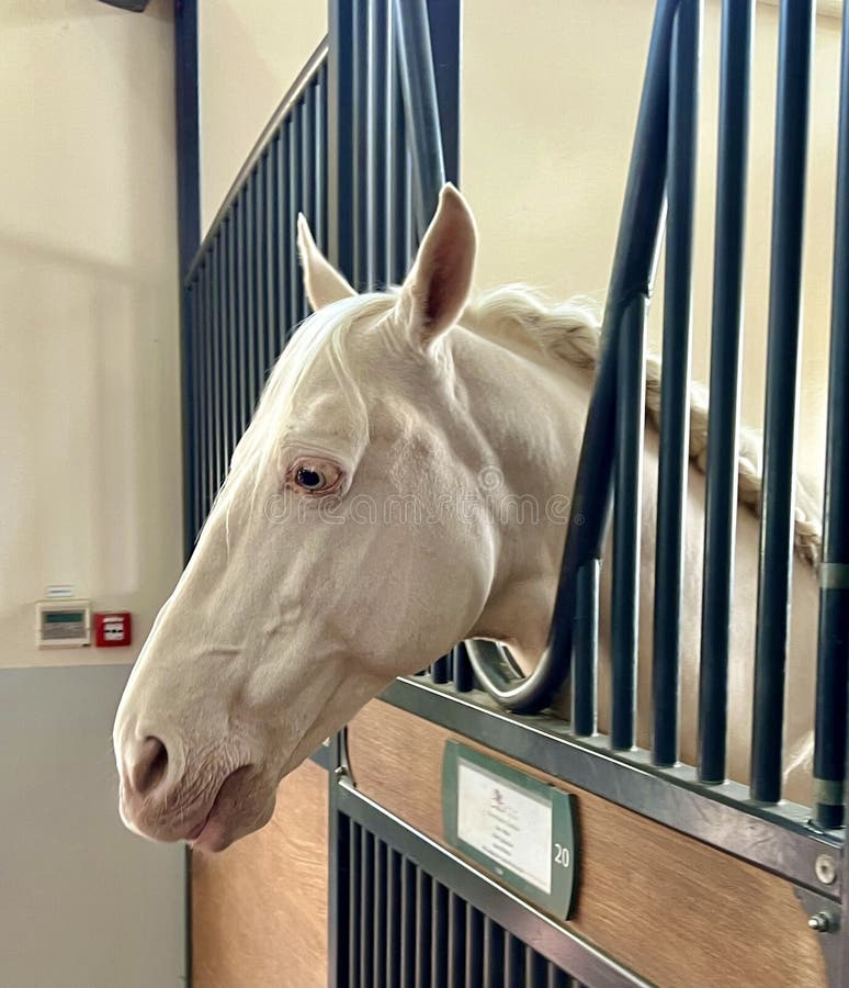 Detail of Al Shaqab, Doha, Qatar Home To More Than 700 Arabian Horses ...