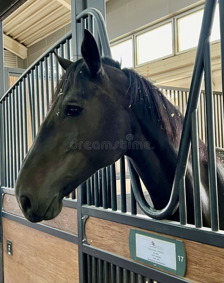 Detail of Al Shaqab, Doha, Qatar Home To More Than 700 Arabian Horses ...